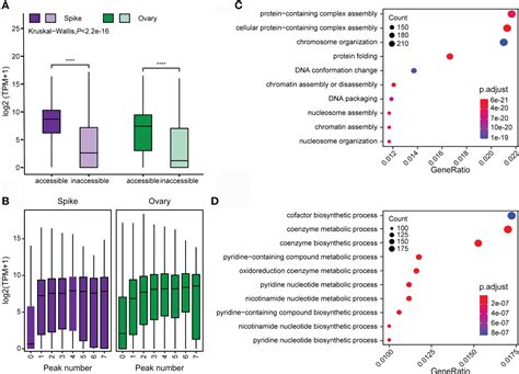 Frontiers Mapping Open Chromatin By Atac Seq In Bread Wheat