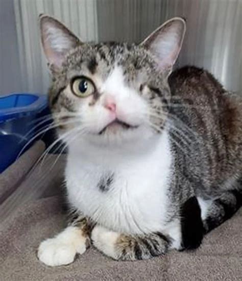 A Cat That Was Born Missing An Eye And Nostril Was Just Adopted Into A