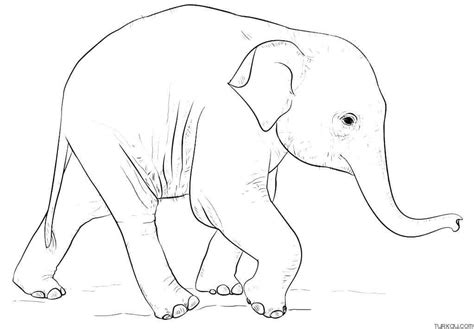 Elephants Drawings Turkau