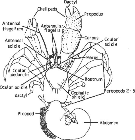 Hermit Crab Anatomy