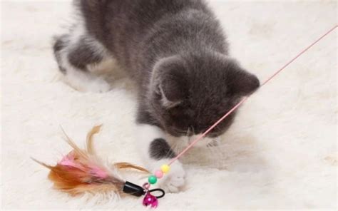 10 ĐỒ ChƠi Cho MÈo GiÚp MÈo Vui ChƠi VẬn ĐỘng VÀ GiẢm Stress