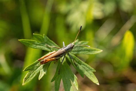 Top View Of Meadow Grasshopper Stock Image Image Of Scenery Focus