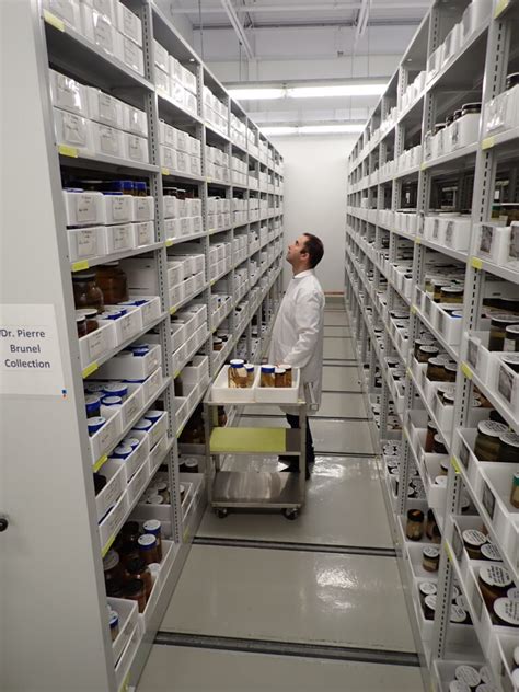 Saving The Brunel Collection Canadian Museum Of Nature