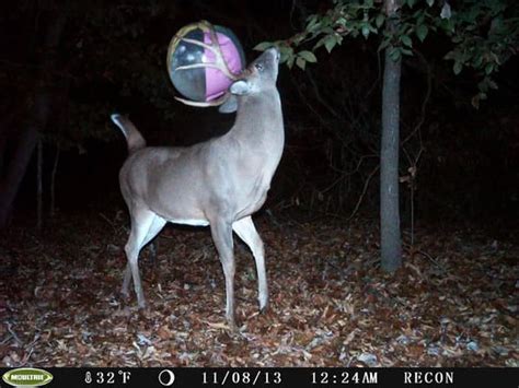 40 Crazy And Spooky Trail Cam Pictures We Were Never Meant To See