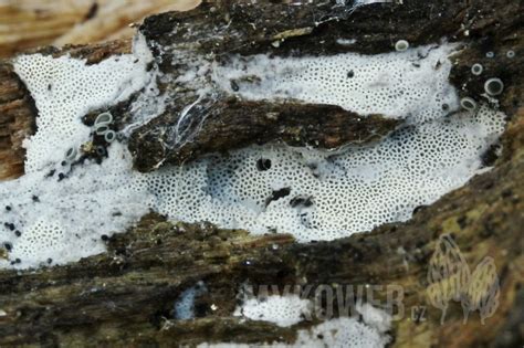 Ceriporia Viridans Pórnatka Zelenající Mykoweb