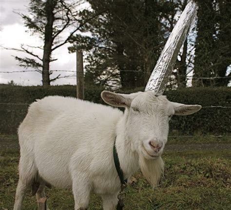 Unicorn Goat Goats Mythical Creatures Unicorn