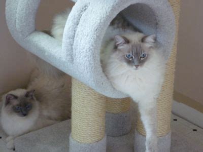 Luvlee Dolls Ragdoll Cattery Our Ragdoll Photo Gallery Ragdoll Cats