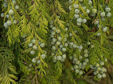 Chamaecyparis Lawsoniana Port Orford Cedar Or Lawson S Cypress Hedge Close Up Stock Image