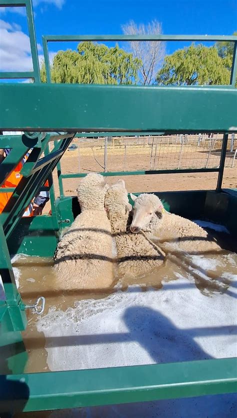 Baño Para Ovejas Inta Senasa 1 Bichos De Campo