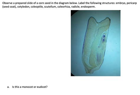 Solved Observe A Prepared Slide Of A Corn Seed In The Diagram Below