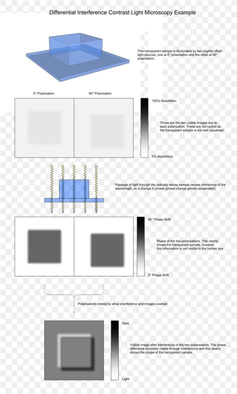 Light Differential Interference Contrast Microscopy Phase Contrast