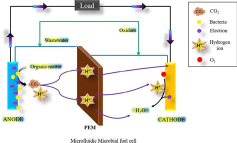 Schematic Diagram Of A Power Microfluidic Microbial Fuel Cell
