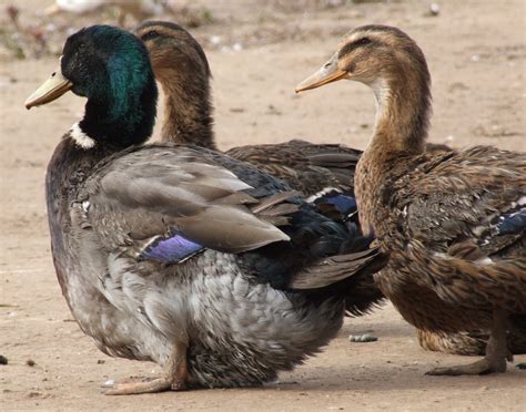 What Does A Duck Tail Look Like At George Maple Blog