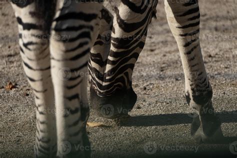 Cebras Caminando Fauna Silvestre Parque África De Cerca Imagen De