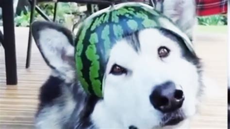 The Funniest And Cutest Husky Compilation Of 2020 Funny Pets Youtube