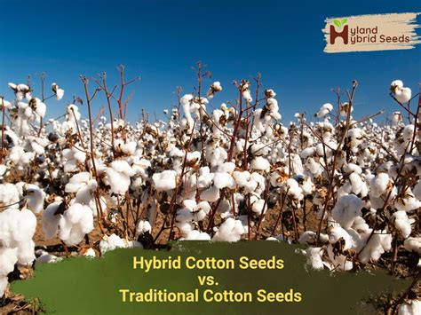 Hybrid Cotton Seeds Vs Conventional Seeds Key Differences