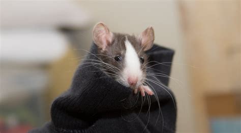 Marty Mouse 🐀 On Twitter Late Night Post You Might Be Wondering How