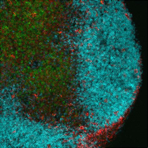 Immunology Babraham Institute