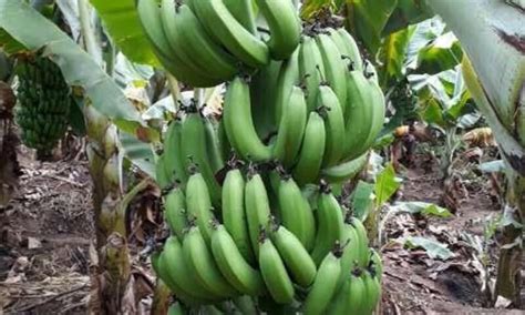 Banana Nanica Em Água Doce Do Norte Es à Venda Compre Direto 303632