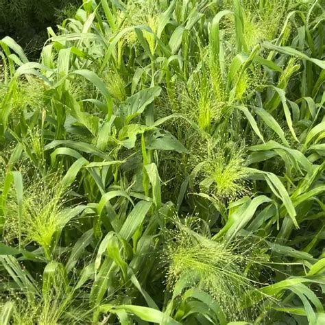 Grass Frosted Explosion The Gardeners Workshop