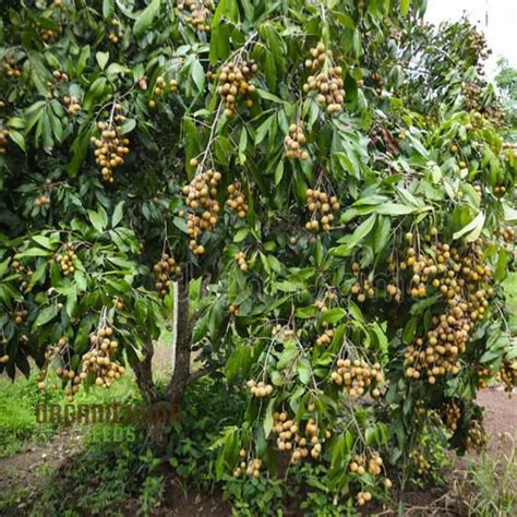 Longan Fruit Seeds Start Your Garden Journey With Premium Quality Seeds For Luscious Logan