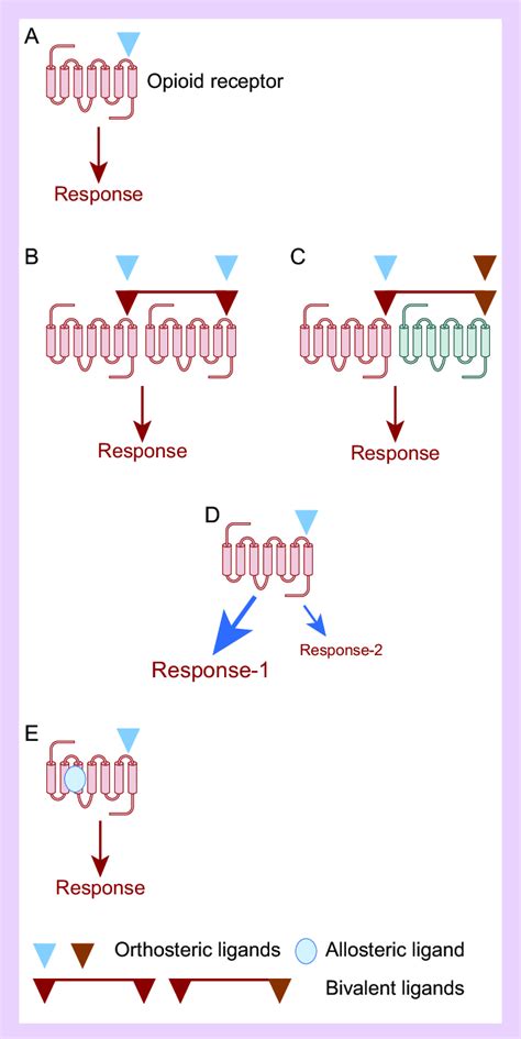 Modes Of Opioid Ligand Receptor Interaction A Represents A