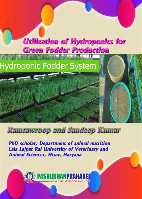 Utilization Of Hydroponics For Green Fodder Production Pashudhan
