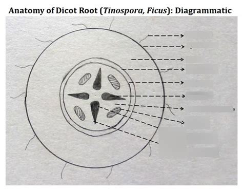 Dicot Root Diagram Quizlet Dicot Root Diagram Quizlet