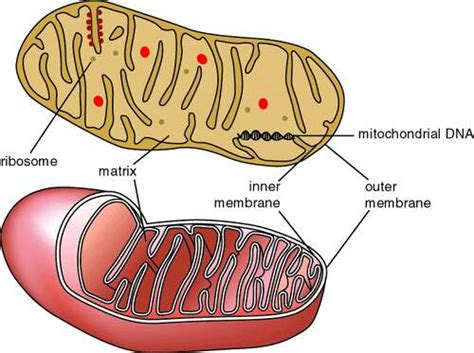 Introduction Of Mitochondria Structure Functions Facts