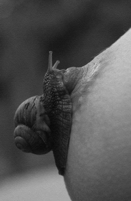 Snail Pic
