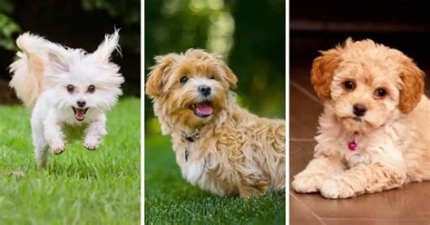 Maltipoo Haircuts Before And After Photos Of Grooming Styles