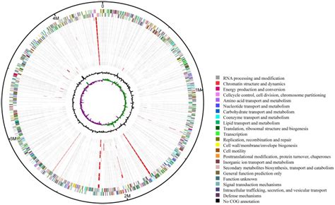 Outer Circle Coding Dna Sequences From The Af212297 Genome Are Shown