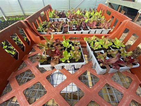 How To Boost Your Plants This Spring Wholistic Living University