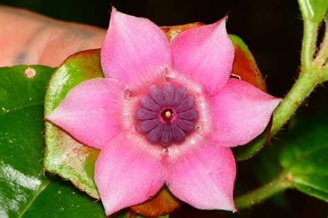 Blakea Bracteata In February 2025 By Joey Santore Two Red Bracks Subtending The Entire Flower