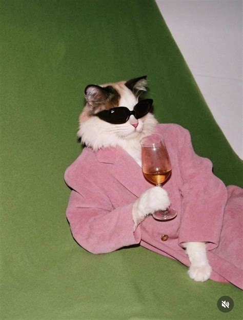 Sneaking Cat In Suit Funny Cats In Suits Cat With Champagne Boujee Cat