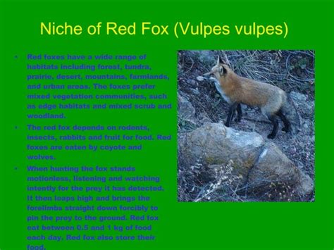 Red Fox Jake Frederick Ppt