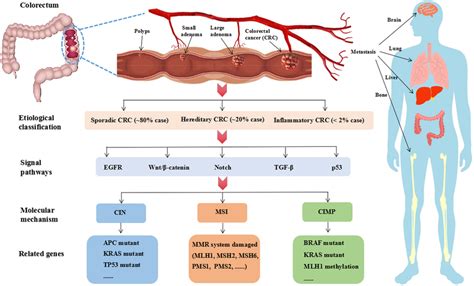 The Pathological Process Classification Signal Pathway And Molecular