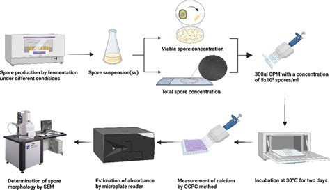 Schematic Illustration Of Experimental Procedure Starting From Spore Download Scientific