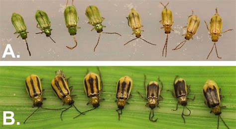Corn Rootworm Adults Are Active In South Dakota