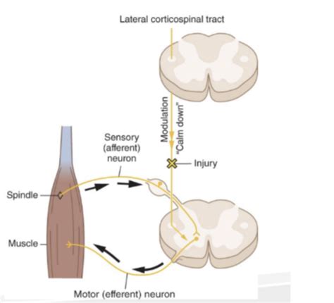 Neuro Examination Motor Control Motor Learning Flashcards Quizlet