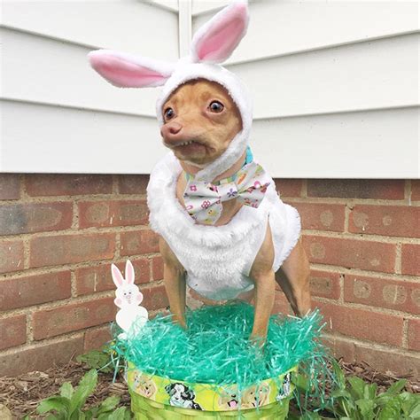 The Cutest Dog With An Overbite Barnorama