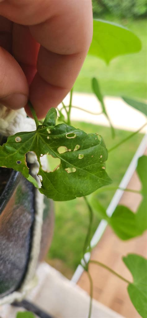 Bug Problems On A Morning Glory R Plantclinic