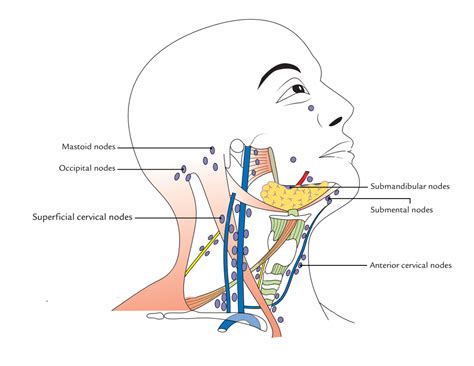 Posterior Auricular Lymph Nodes Senturinconnections