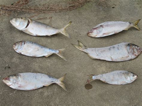 Menhaden In Marylands Chesapeake Bay