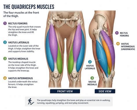 Quad Stretching Pdf Free Quadriceps Stretches