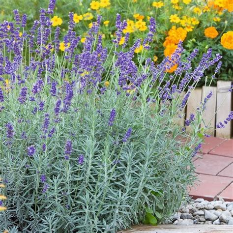 Lavender X Intermedia Sensational Lavandula Large Flowered