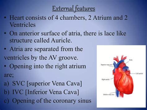Anatomy And Physiology Of Heart Pptx