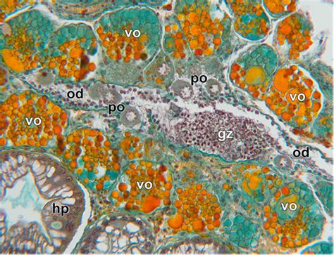3 Ovary Of Pea Crab Pinnotheres Pisum Pinnotheridae The