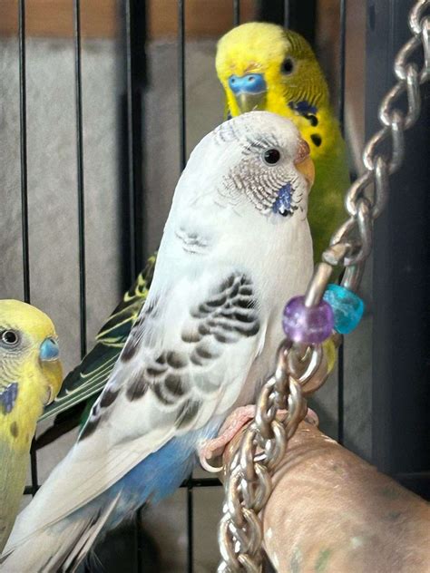 Parakeet