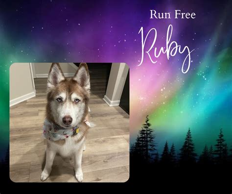 Free 🌈 Remembering Ruby 🐾 We Are Deeply Saddened To Share That